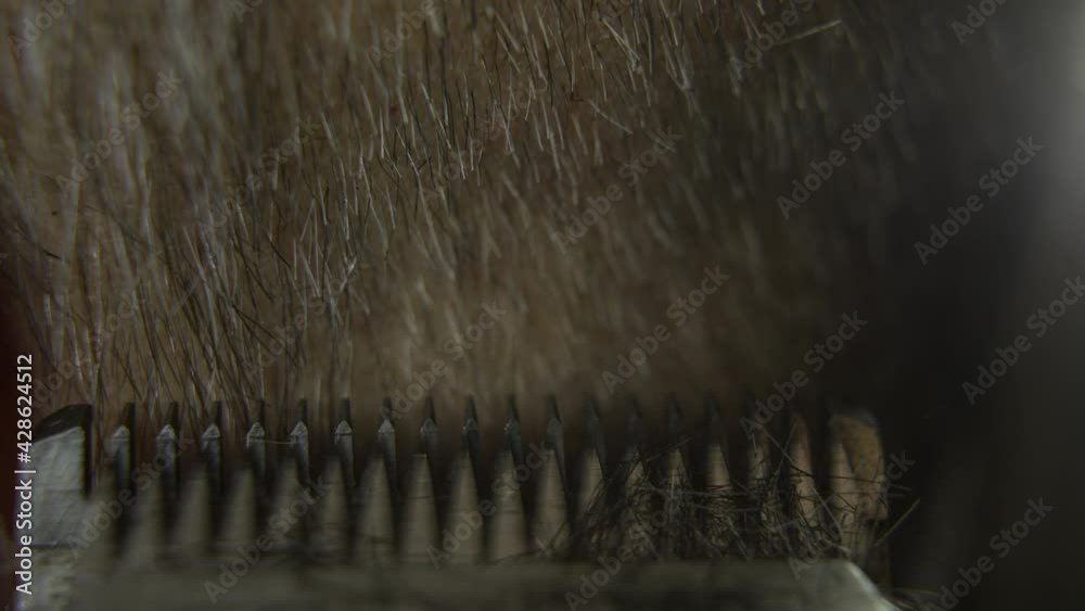 Macro plan of a blade trimmer whose hair is cut from a man's head. The ...