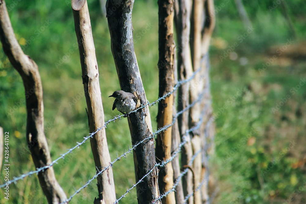 Tyrannus dominicensis or petigre, an endemic bird of the Caribbean ...