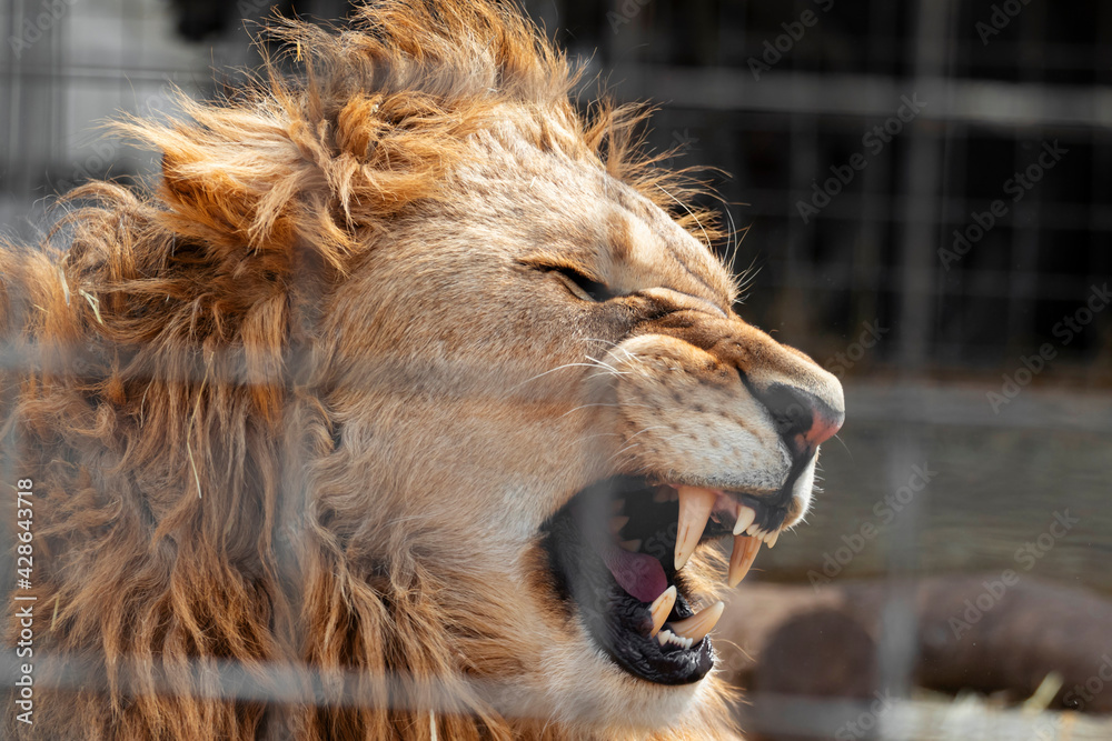 An angry lion who growls a cage shot through a fence sits behind a ...