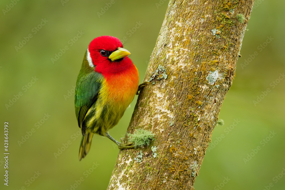 Red-headed Barbet - Eubucco bourcierii colorful bird in the family ...
