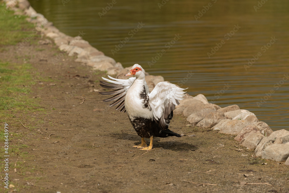 pato criollo (cairina moschata) en el estanque del parque Stock Photo ...