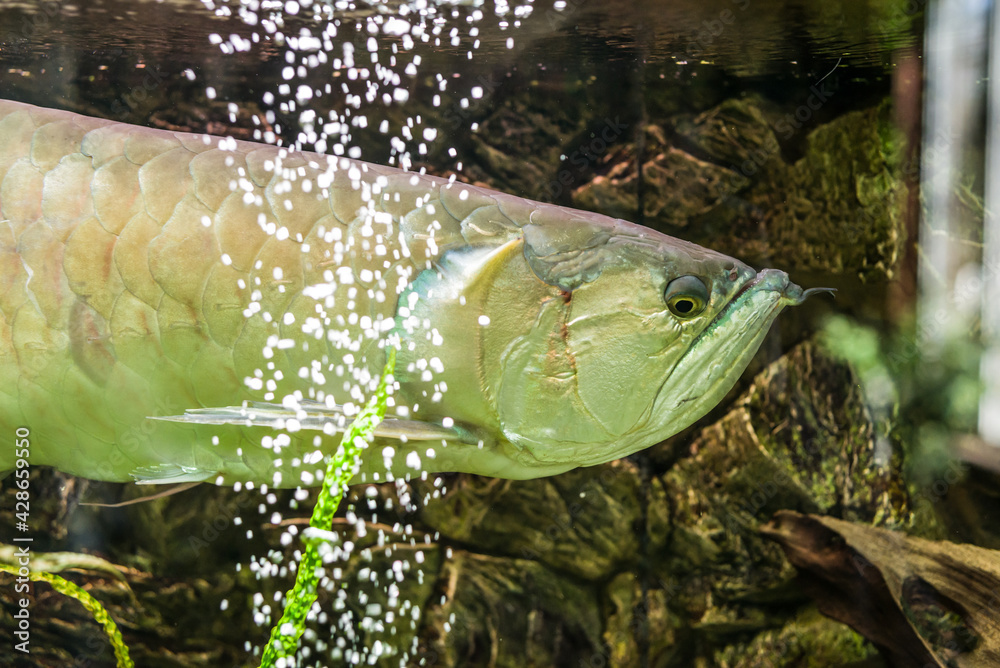 rare exotic huge arowana fish in the aquarium Stock Photo | Adobe Stock