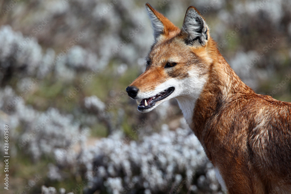 Loup d’Abyssinie - Abyssinian Wolf Stock Photo | Adobe Stock