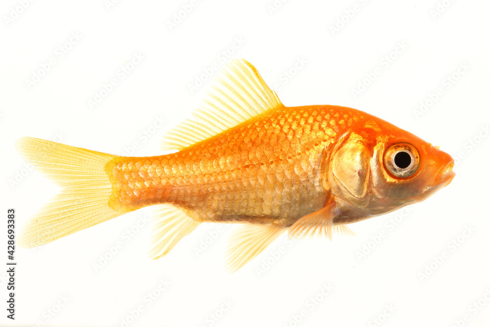 Foto de Goldfish in big white, orange and white, cut out, domestic ...