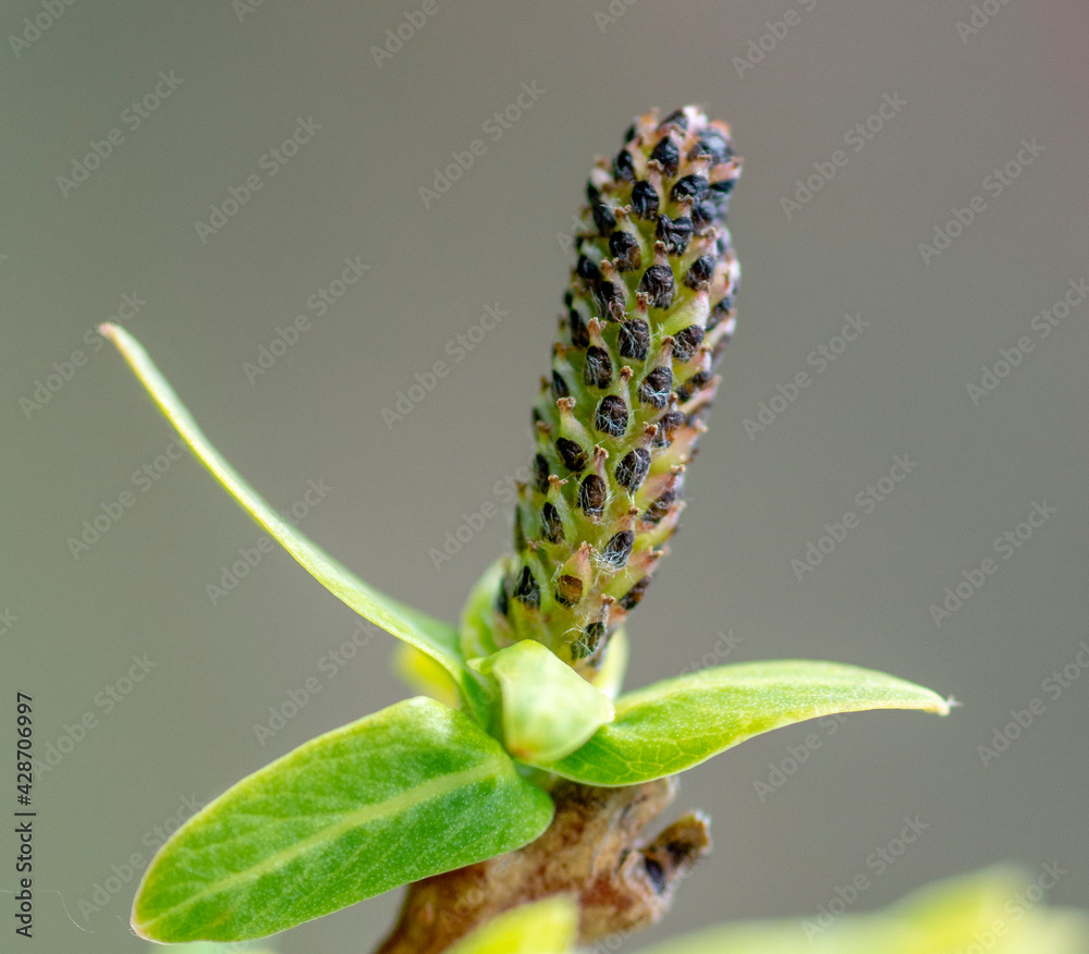 Blooming Willow (Salix Integra Hakuro Nishiki) catkins in the early ...