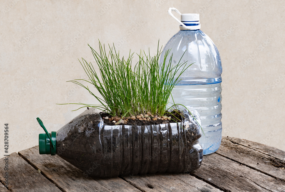 Green onion plant inside a recycled plastic container. Plastic water ...