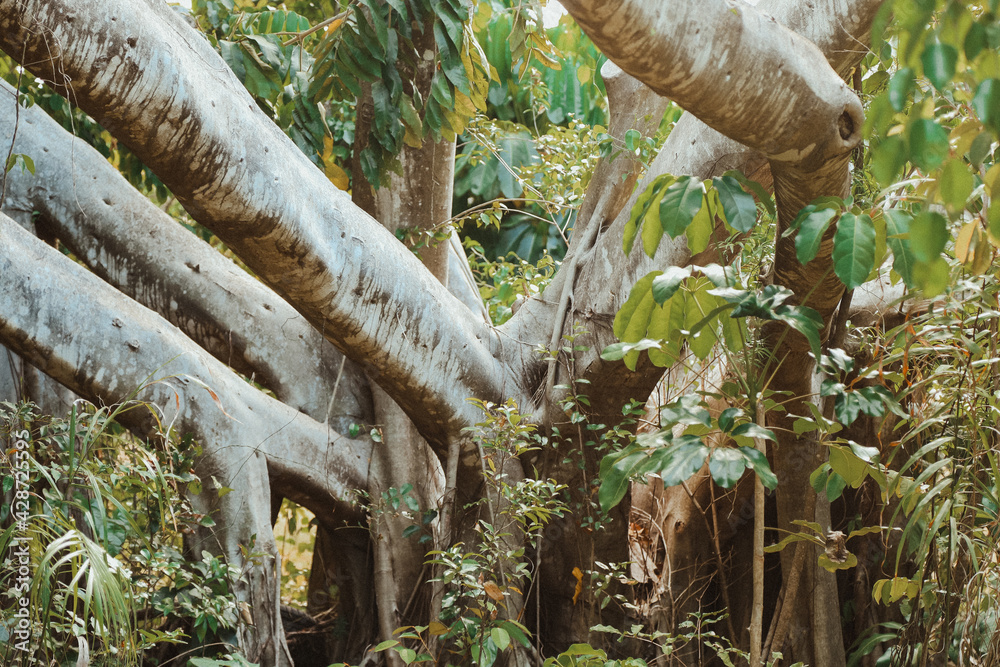 Majestic reaching fig tree with roots and vines in tropical rainforest ...