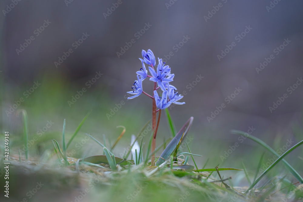 Scilla bifolia, the alpine squill or two-leaf squill, is a herbaceous ...