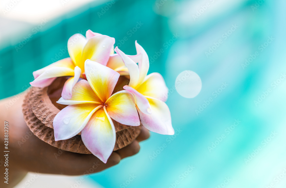 Beautiful plumeria flower over blurred pool water background, summer ...