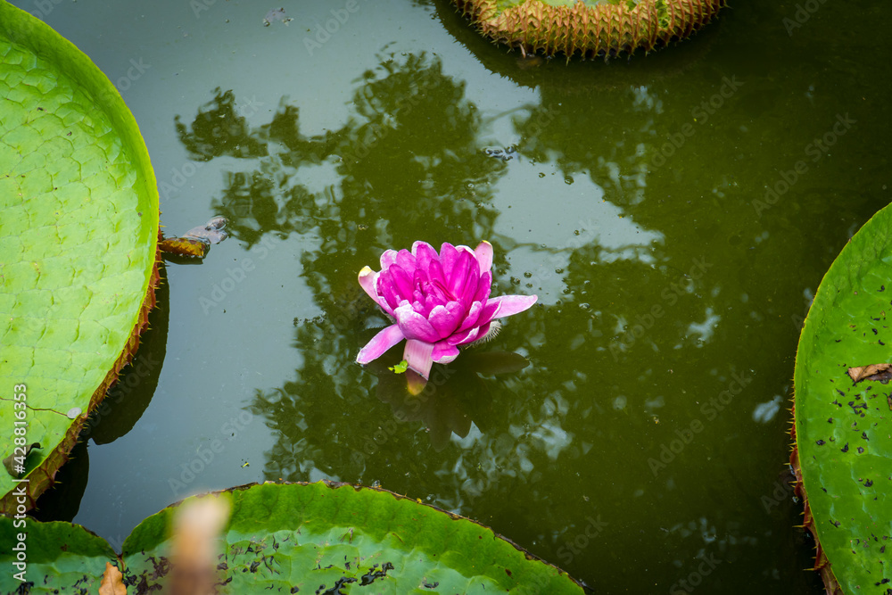 pink victoria lily flower or victoria amazonica amazon waterlily is a ...
