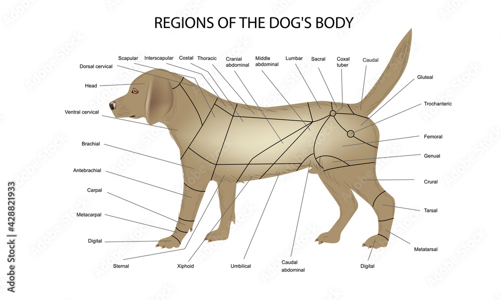 Dog body regions, dog anatomy veterinary medicine vector illustration ...