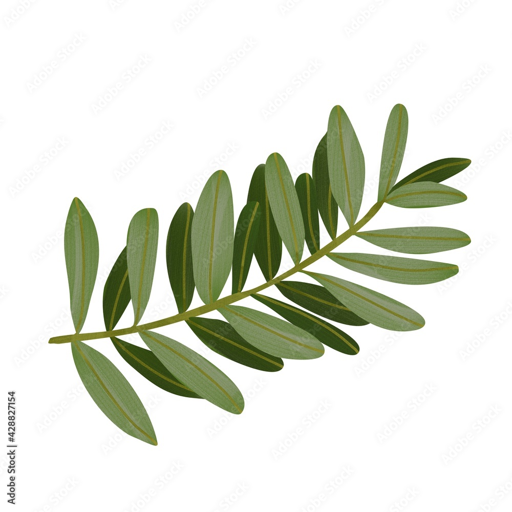 Isolated bitmap image of an olive tree branch. Color image with pencil ...