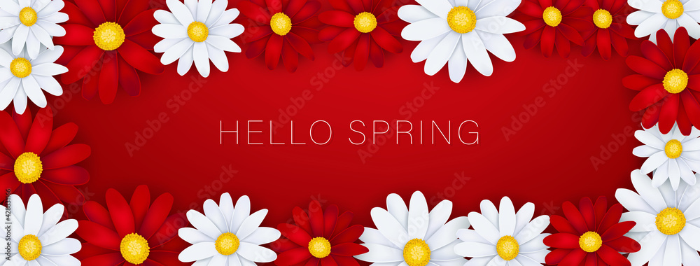 Hello Spring banner or newsletter header. White and red realistic daisy ...