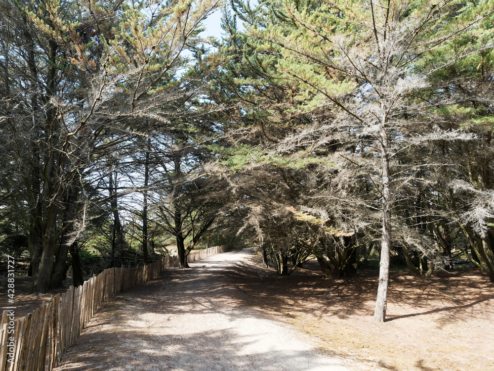 Île de Ré dans le Golfe de Gascogne en France. Accès pédestre au ...