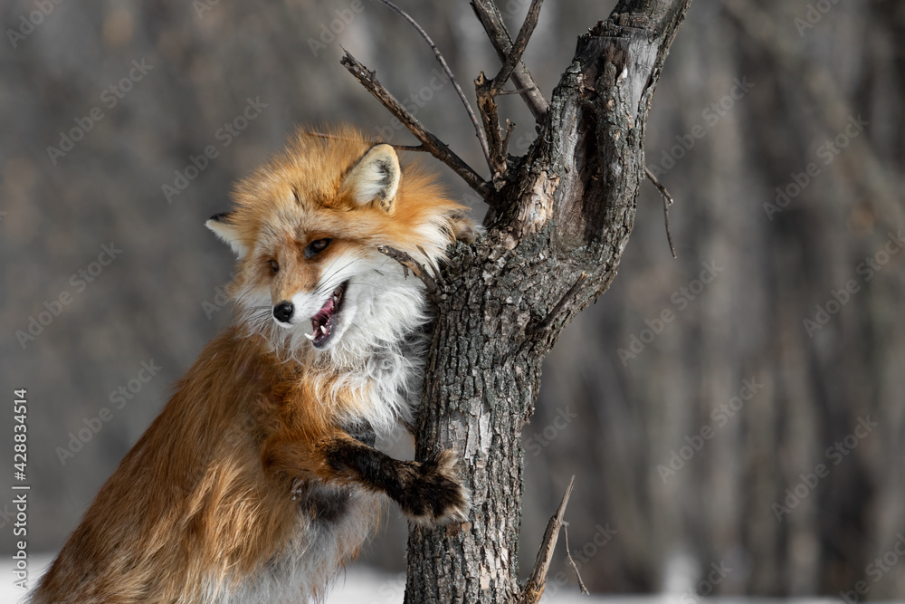 The red fox stands on its hind legs leaning against its front on a ...