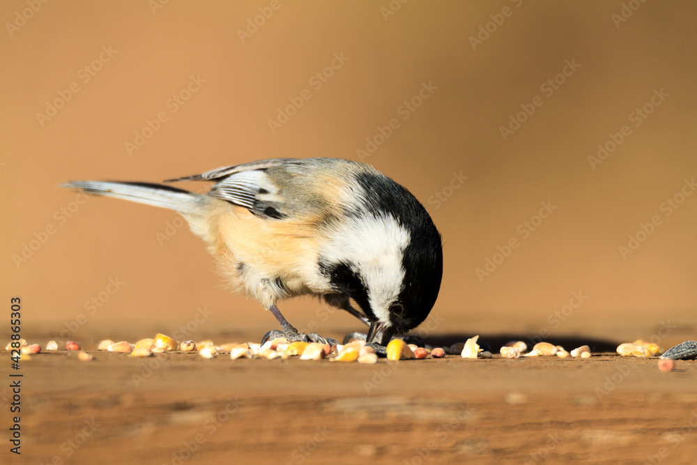 Foto de Male of Yellow-rumpled flycatcher or tricolor flycatcher ...