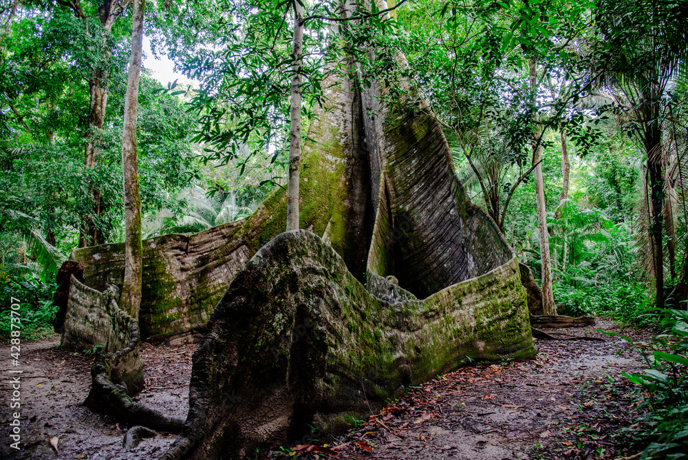Raiz gigante de uma árvore de Sumaúma chamada de Muralha pelos ...