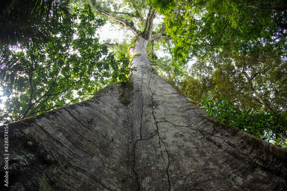 Poster Árvore gigante de Sumaúma rainha da floresta Amazônica ...