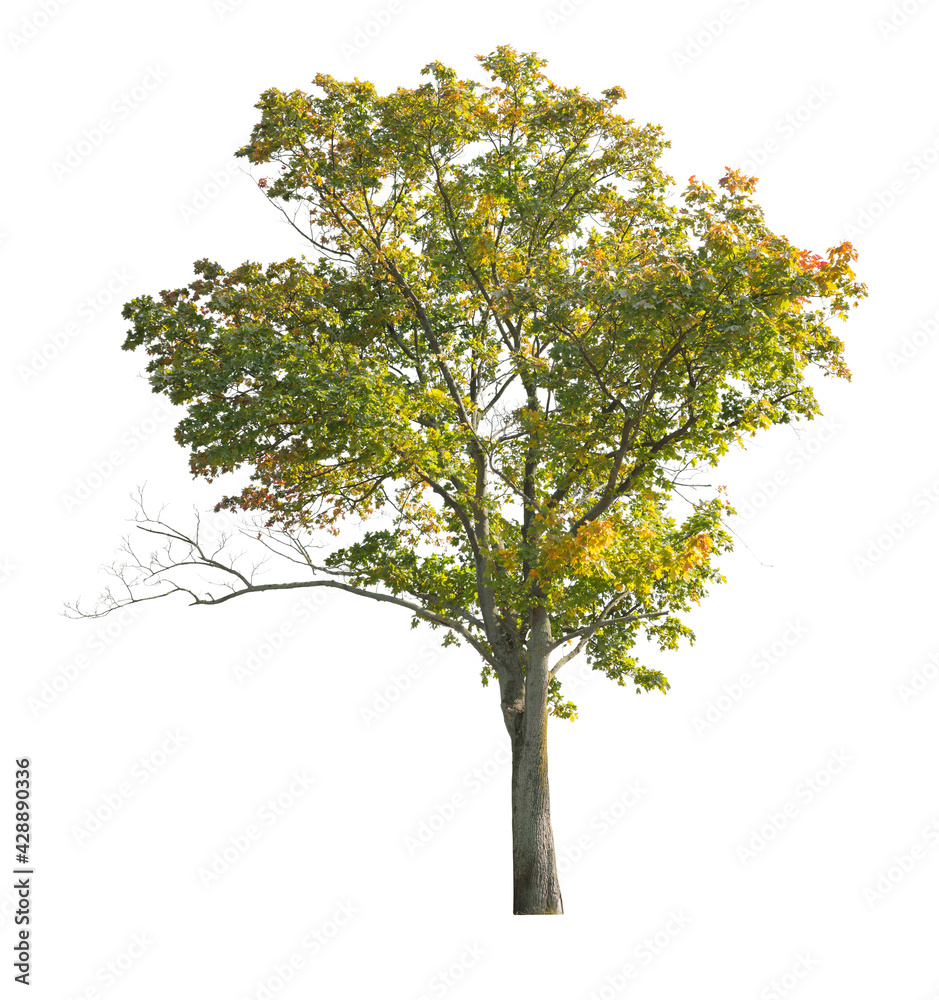 Norway maple with yellowed leaves. A species of maple native to eastern ...