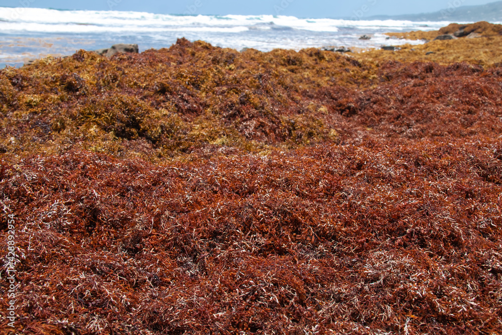 Piles and piles of orange-red sargassum seaweed, a macroalgae, on the ...