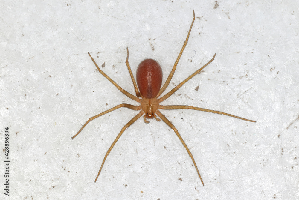 Loxosceles rufescens the Mediterranean recluse spider,violin spider ...