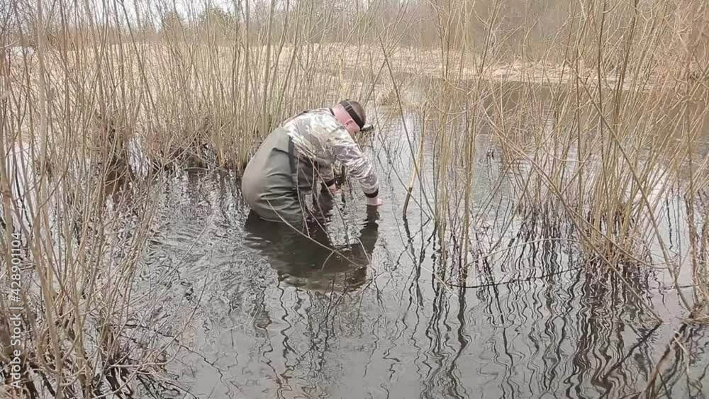 A male hunter sets a metal trap for a beaver. Beaver hunting in a trap ...