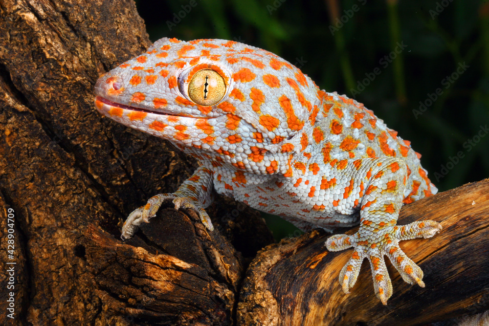 Tokay Gecko (Gecko gecko). A colorful an aggressive Gecko. Stock Photo ...