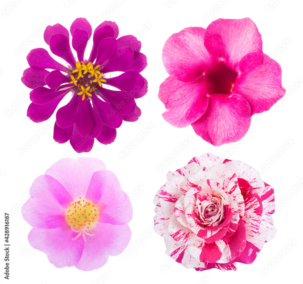 pink fiower on white background. Stock Photo | Adobe Stock