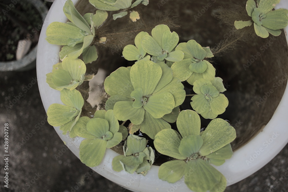 Asia, Taiwan, Ruifang District, New Taipei City, Houdong Cat Village ...