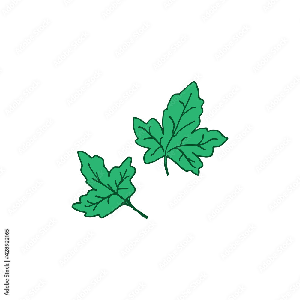 two green leaves on white background. seasonal leaf, hand drawn vector ...