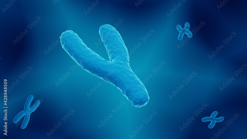 Y chromosome concept, structure of male chromosomes carrying the DNA ...