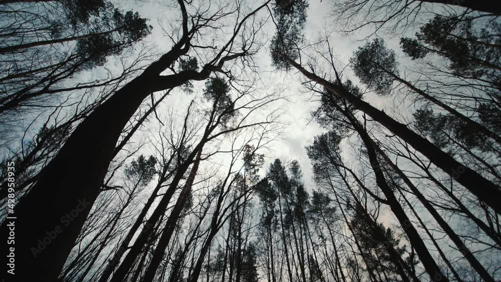 dark gloomy forest and treetops. Movement between trees in a dark ...