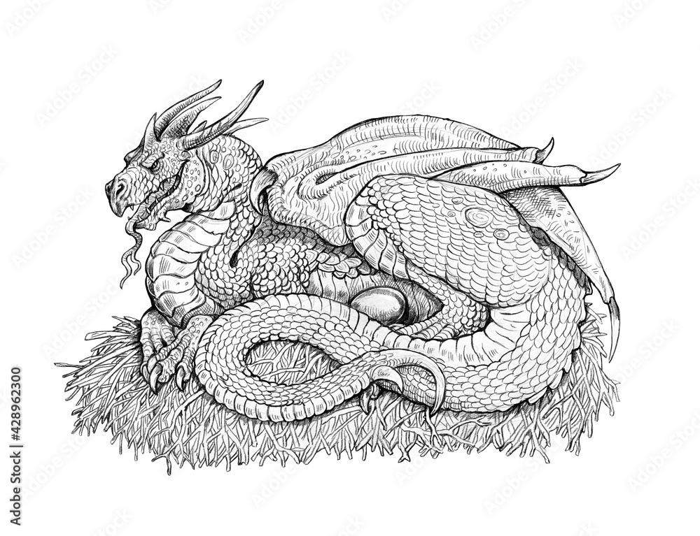Mama dragon on the eggs. Fantasy dragon in the nest. Pencil drawing ...