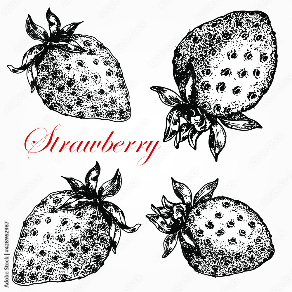 Strawberry. Black and white stock illustration. Sketch. Hand drawn ...