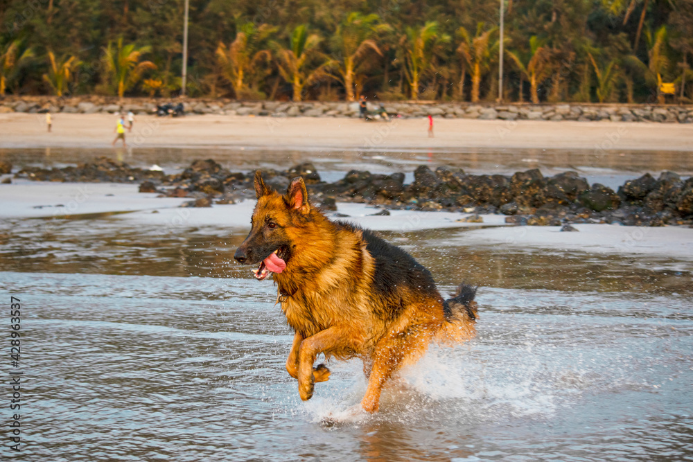 Young German shepherd dog in action, playing on beach in shallow water ...