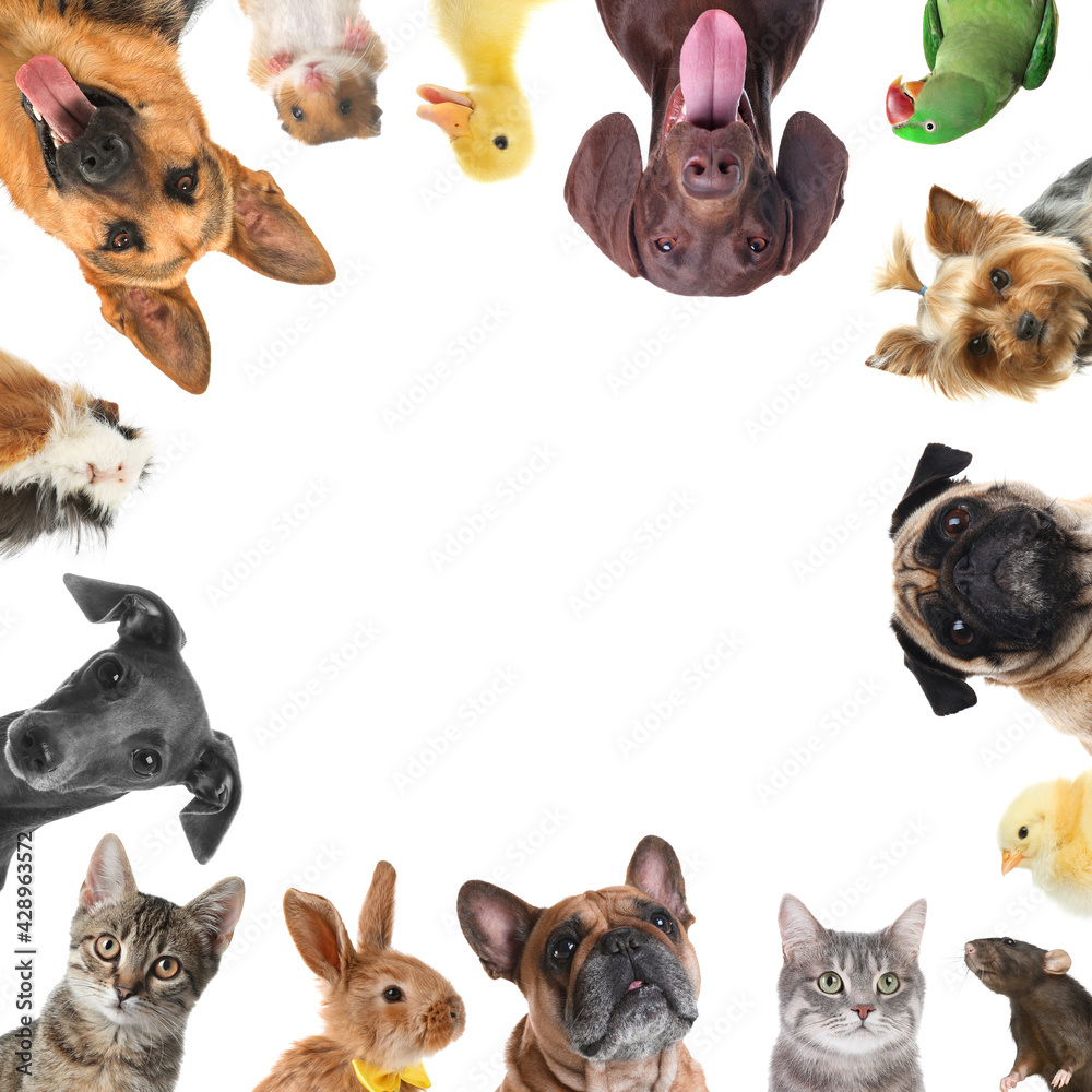 Cute different animals on white background, collage Stock Photo | Adobe ...