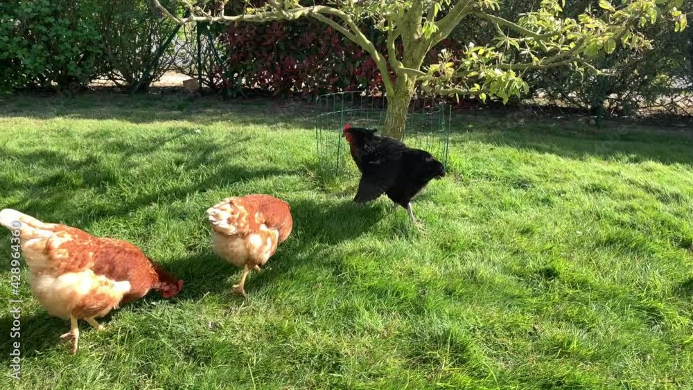 Poules pondeuses dans un jardin dont deux poules rousses et une poule ...