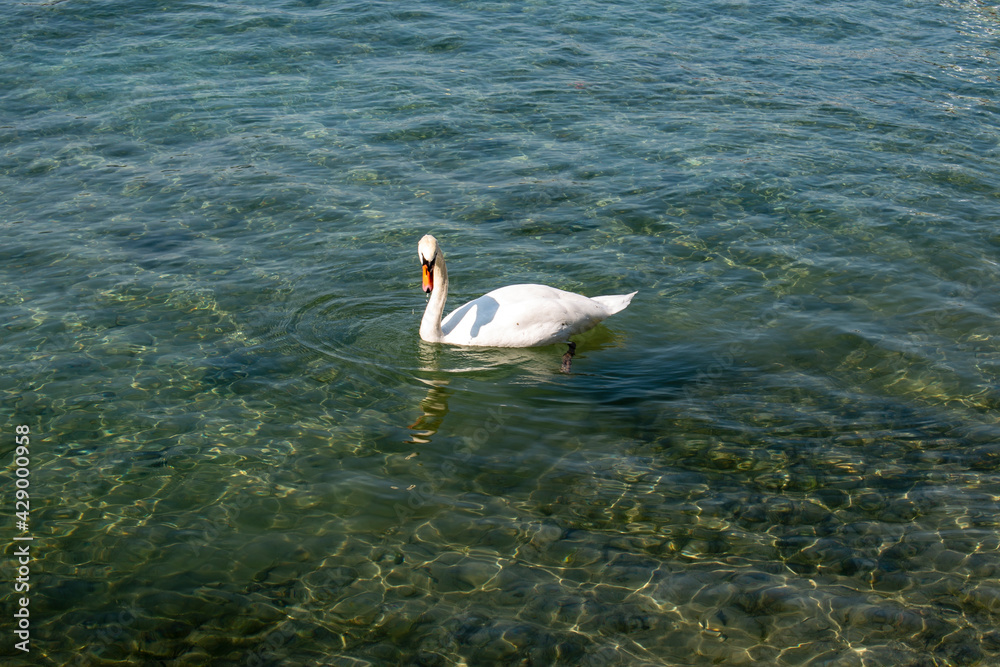 White adult swan diving in the clear river water looking for food ...