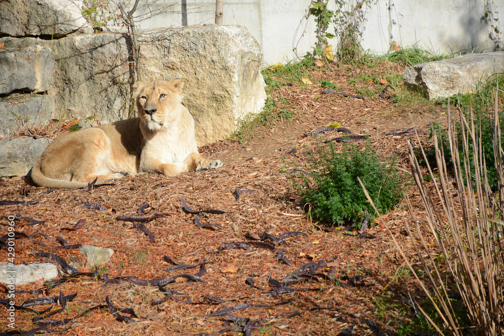 Lyon, France - October 25, 2020: Lion in the zoo in Park of the Golden ...
