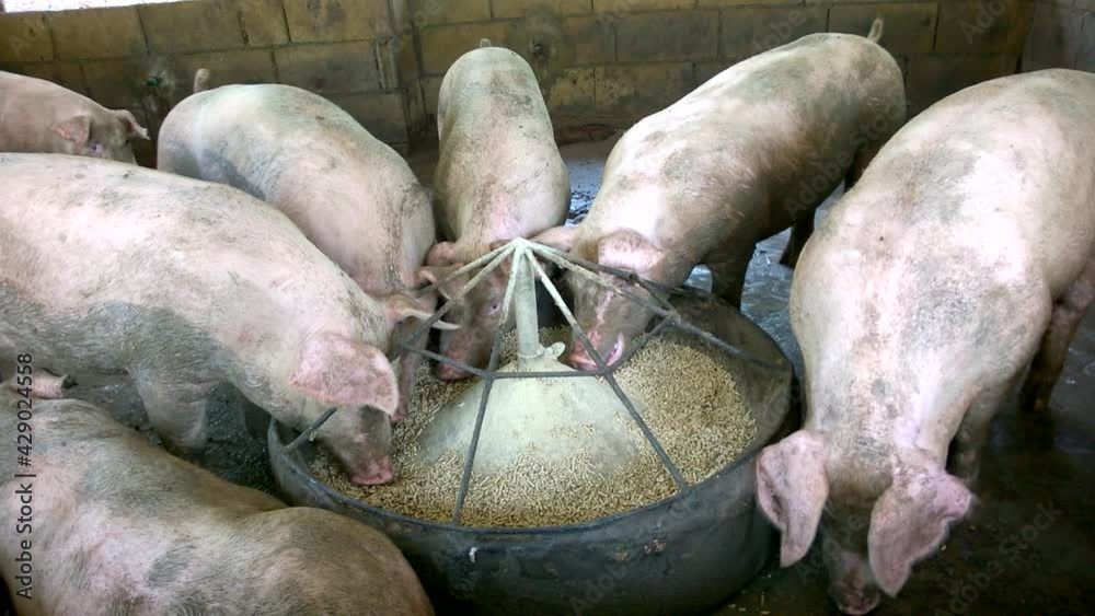 Big Pigs eating food on farms and many pigs eat from A large bowl of ...