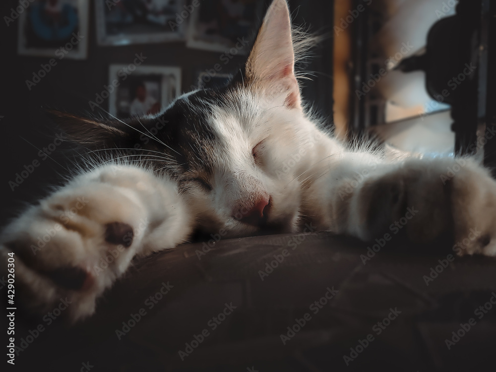 cute white cat sleeping on top of the sofa with stretched paws and ...