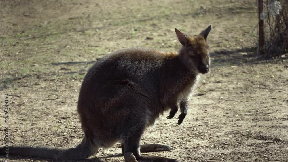 Baby kangaroo scratches, chews and wiggles ears. Antilopine wallaroo ...