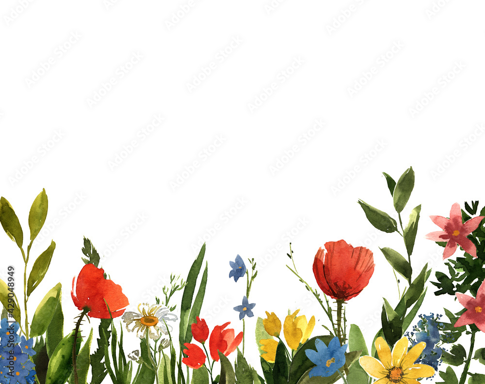 watercolor flowers summer border with eucalyptus branches poppies ...