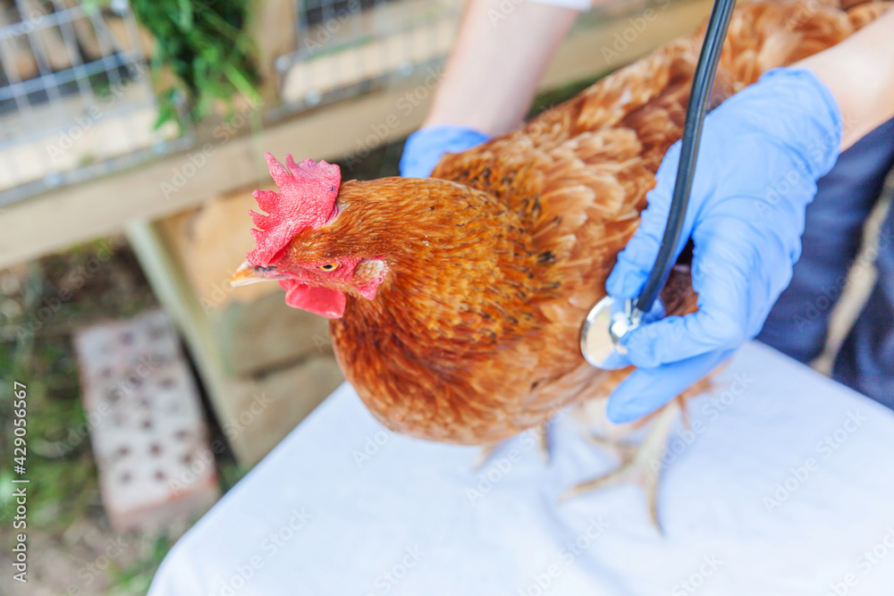 Veterinarian with stethoscope holding and examining chicken on ranch ...