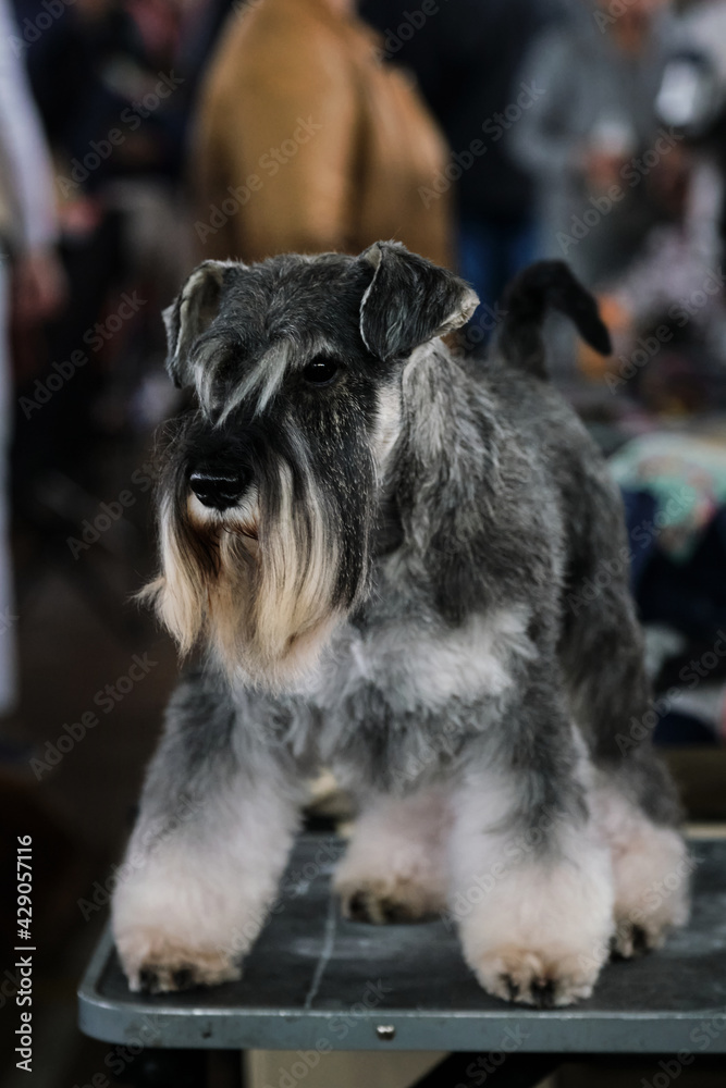 How Do You Groom A Miniature Schnauzers Face