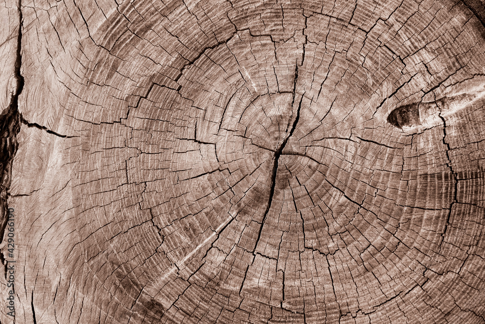 Wooden textured background of a large tree in section, an old tree ...