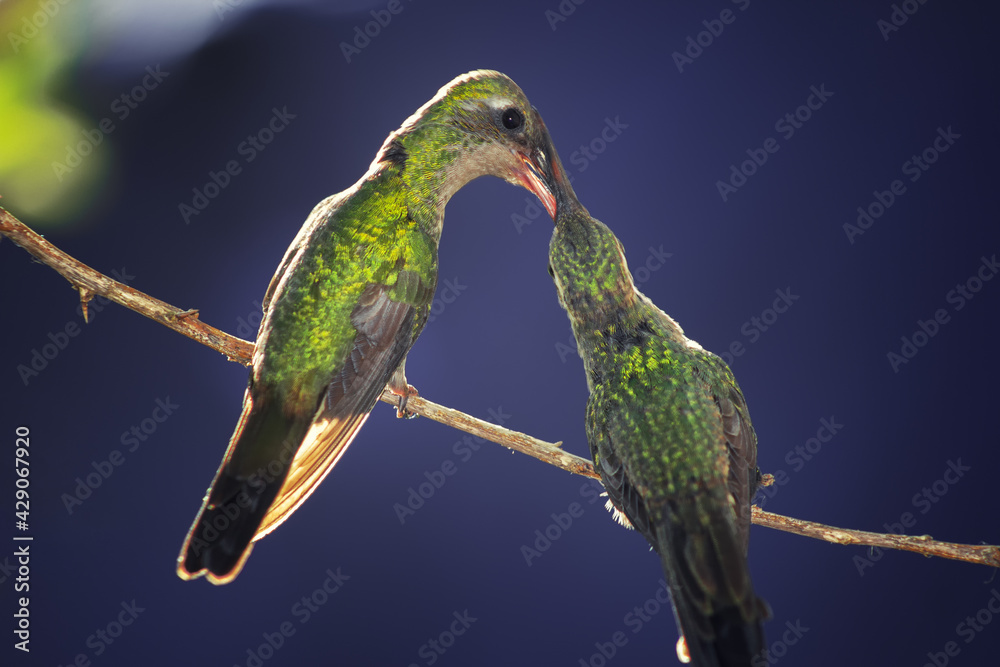 Pair of green bee hummingbirds standing on a tiny branch and feeding ...