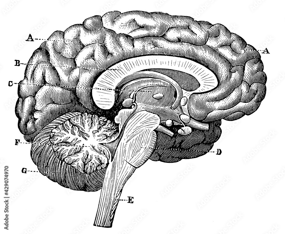 Vertical section of the brain through the two hemispheres. Illustration ...