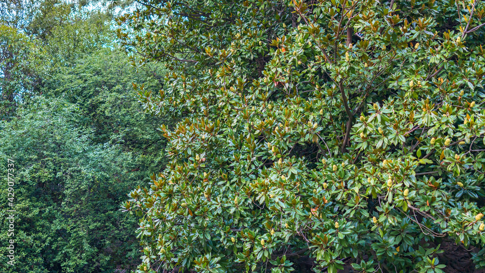 Magnolia grandiflora, commonly known as the southern magnolia or bull ...