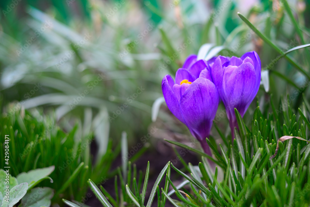 Crocuses bloom in early spring on a background of green grass Stock ...